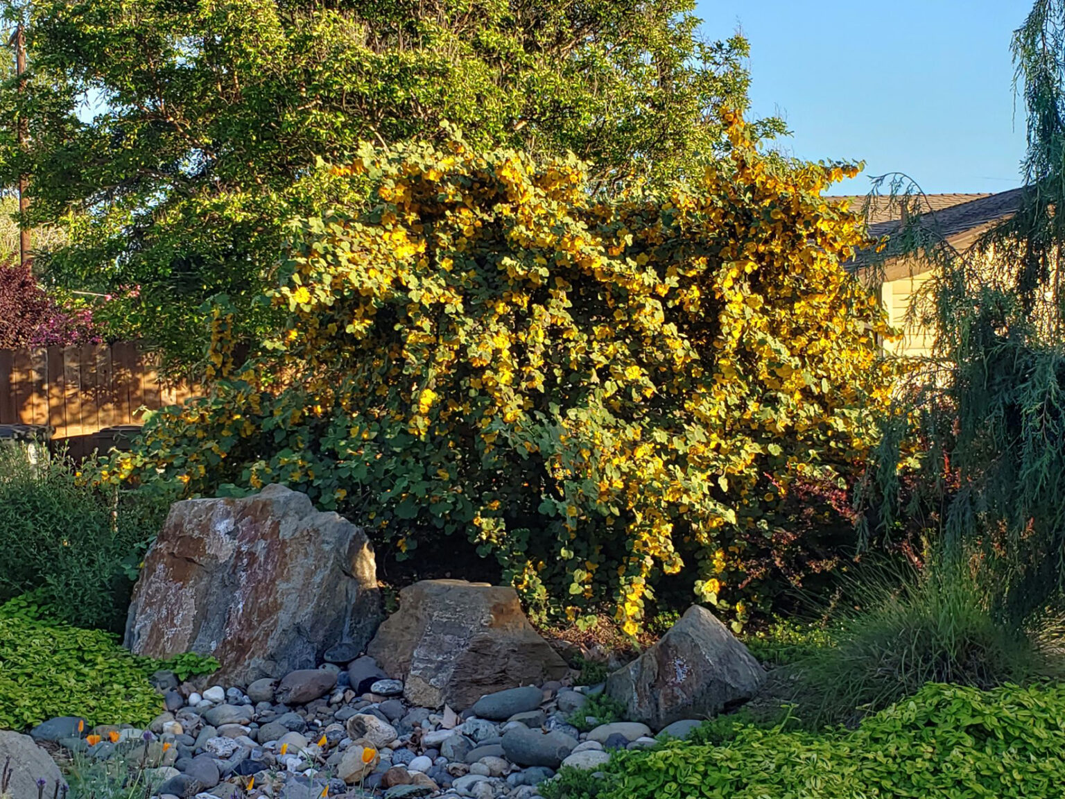 Gallery - ROBERTA WALKER LANDSCAPE DESIGN